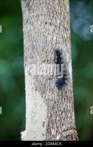 Stinging Nettle Slug Caterpillar or the Cup Moth Caterpillar (Setora ...