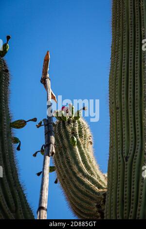 These Ku’ipad (saguaro ribs with cross members) are used to harvest ...