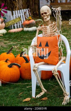 Halloween skeleton decorations with pumpkins on a hay bale in a pumpkin ...