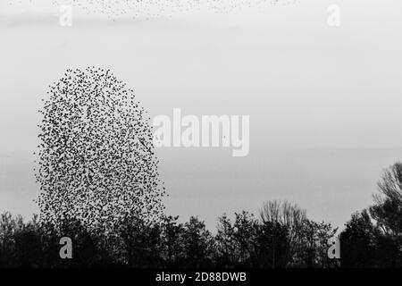 Flock of birds making a beautiful and perfect shape in the sky, above ...