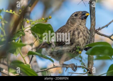 A large tree finch (Camarhynchus psittacula) one of Darwins finches ...