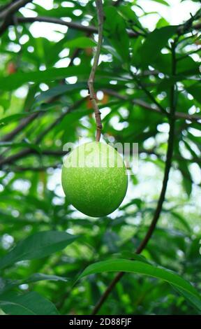 Cerbera manghas L Stock Photo - Alamy