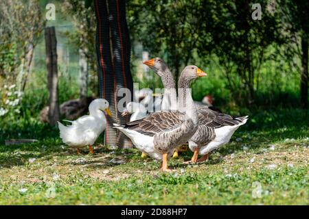 group of ganders and ducks Stock Photo - Alamy
