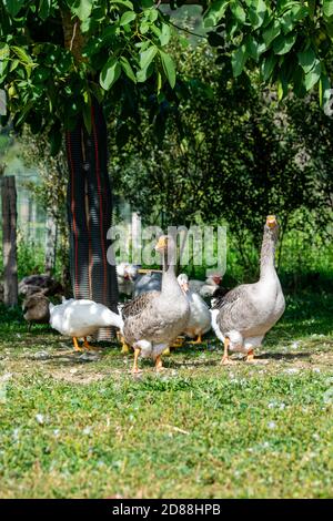 group of ganders and ducks Stock Photo - Alamy