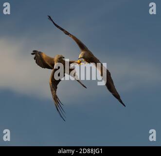 Black Kites fighting over food Stock Photo - Alamy