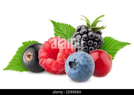 Wild black currant with green leaf isolated on white Stock Photo - Alamy