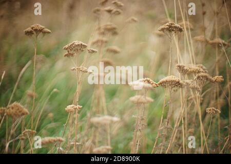 Nature background with dry yarrow flowers in autumn field Stock Photo ...