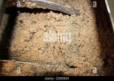 Greece, Attica, olive paste in malaxation tank during extra virgin ...