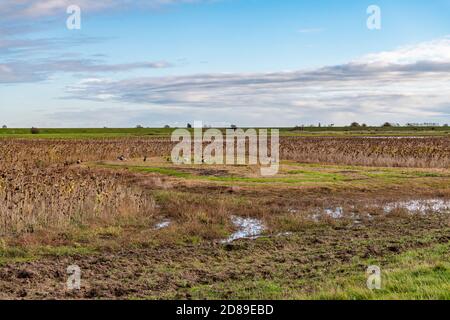 Frampton Marsh, an RSPB nature reserve, Lincolnshire, England UK Stock ...