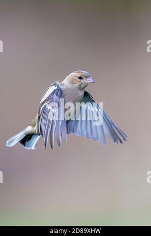 Chaffinch in mid flight Stock Photo - Alamy