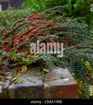 Rockspray Cotoneaster, Cotoneaster Horizontalis, draped in its' autumn ...