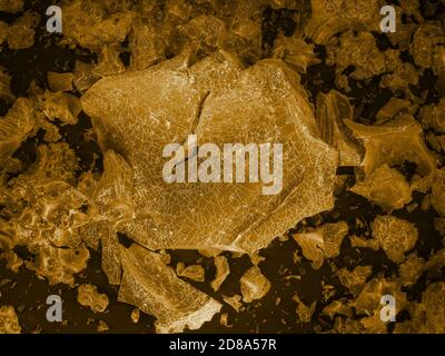 Medium roasted coffee bean imaged by scanning electrom microscope Stock ...