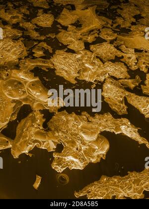 Medium roasted coffee bean imaged by scanning electrom microscope Stock ...