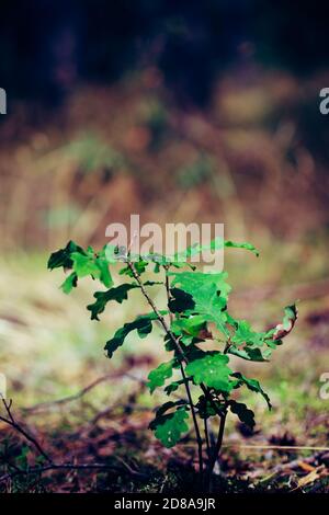Little oak tree sapling Stock Photo - Alamy