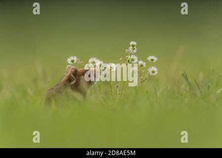 Europaeischer Feldhamster richt Blumen Stock Photo - Alamy
