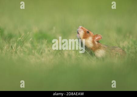 Europaeischer Feldhamster richt an Blumen Stock Photo - Alamy