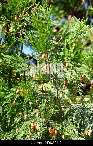 Thuja, Lebensbäume oder Thujen, Thuya, Thuja sp., tuja Stock Photo - Alamy