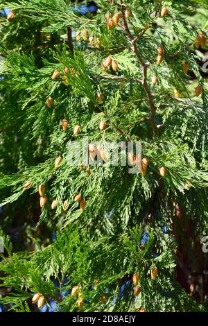 Thuja, Lebensbäume oder Thujen, Thuya, Thuja sp., tuja Stock Photo - Alamy