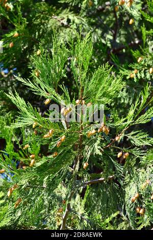 Thuja, Lebensbäume oder Thujen, Thuya, Thuja sp., tuja Stock Photo - Alamy