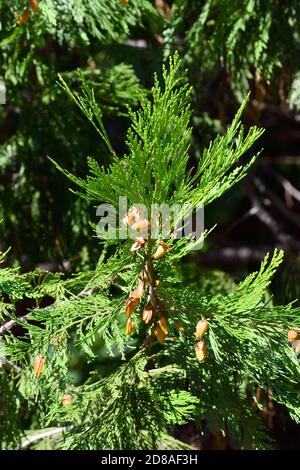 Thuja, Lebensbäume oder Thujen, Thuya, Thuja sp., tuja Stock Photo - Alamy