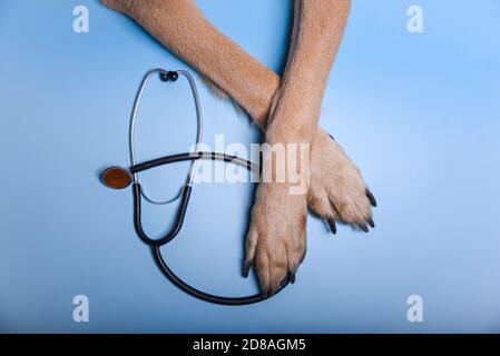 Paws of a dog of the shepherd breed and a stethoscope on a blue ...