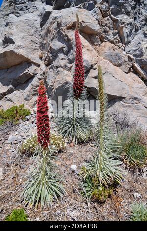 Red tajinaste flowers on the El Teide Volcano, Tenerife, Spain Stock ...