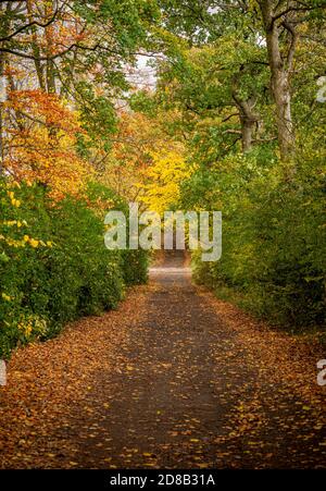 golden autumn foliage in a cheshire woodland Stock Photo - Alamy