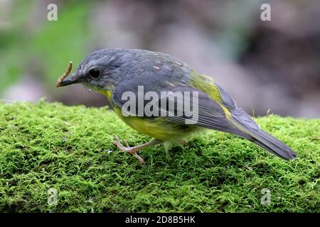 Eastern Yellow Robin feeding on a small caterpillar Stock Photo - Alamy