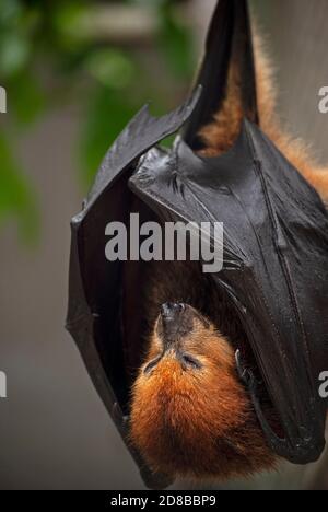 Mauritian Fruit Bat Stock Photo - Alamy
