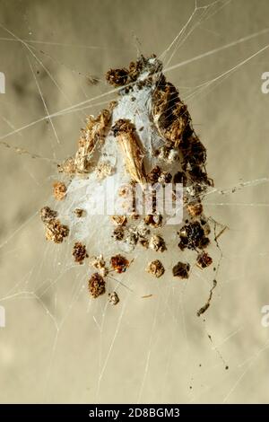 Spiders use their silk to make webs or other structures, which function ...