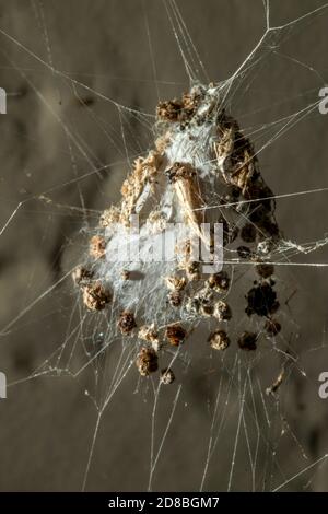 Spiders use their silk to make webs or other structures, which function ...