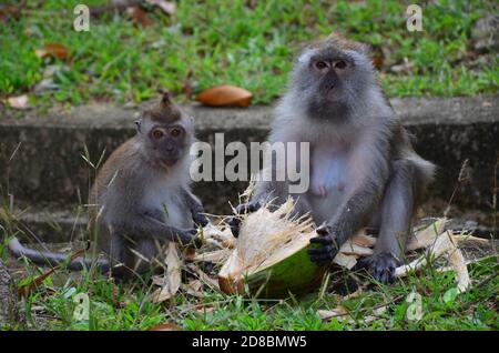 Closeup shot of Macaques eating green coconut shells Stock Photo - Alamy