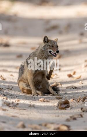 wildlife photo of Canis aureus indicus, Thai jackal, predator from ...
