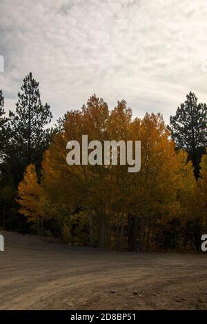 Fall 2020 along Marshall Pass, Colorado Stock Photo - Alamy