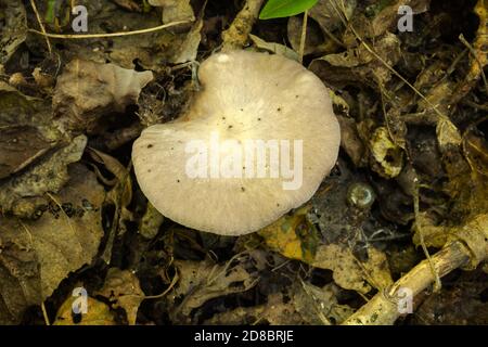 The wood blewit (lepista nuda) in close up showing its gills Stock ...