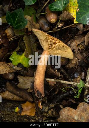 Fungi Lactarius quietus Oak Milk Cap in natural woodland habitat ...