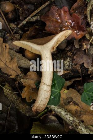 Oakbug Milkcap (Lactarius quietus), Russulaceae Stock Photo - Alamy