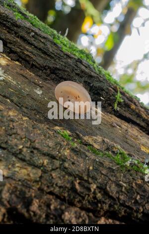 Young jelly ear fungus, Auricularia auricula judae, growing on a tree ...