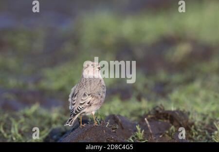 Mongolian finch, foraging on ground Stock Photo - Alamy