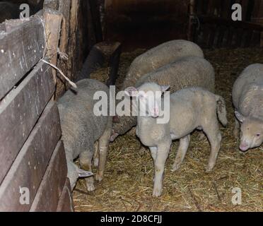 Small Barn on a Sheep Pasture - Faroe Islands Stock Photo - Alamy