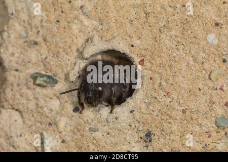 digger bee, hairy footed flower bee (Anthophora plagiata, Anthophora ...