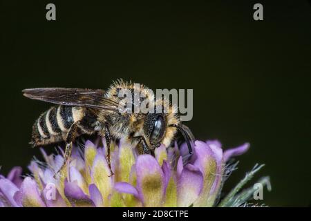 sharp-tailed bee (Coelioxys mandibularis), male on a flower, Germany ...