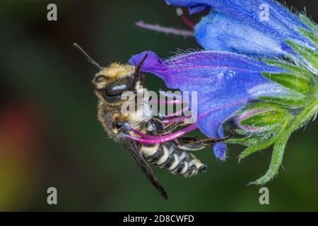 Rufescent Sharp-Tail (Coelioxys rufescens), sitting on a leaf, Germany ...
