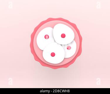 Zygote 2-cell stage. Human embryonic development. 3d rendering medical ...