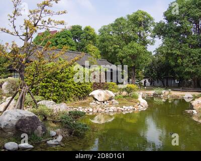 Japanese cypress, Hinoki cypress, Hinoki (Chamaecyparis obtusa), branch ...