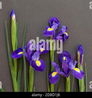 blue iris flowers lie on a black notebook on a wooden Viennese vintage ...