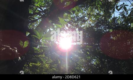 Sun light coming from the behind of trees in a caucasian forest Stock ...