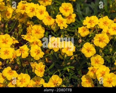 Pretty yellow flowers of a Helianthemum rock rose plant in a garden ...