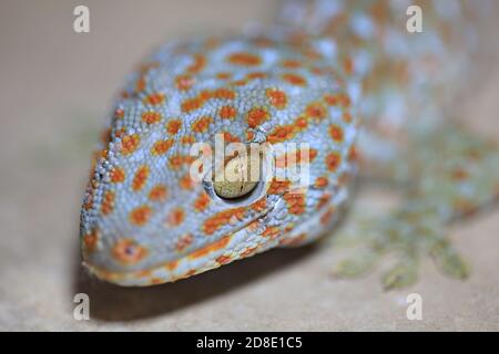 Common House Geckos on house wall, Rajasthan, India / (Hemidactylus ...