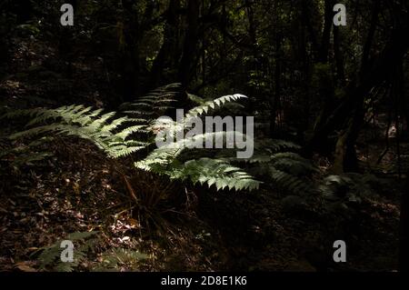 Beautiful leaves of forest fern (Dryopteris filix-mas). bush of male ...